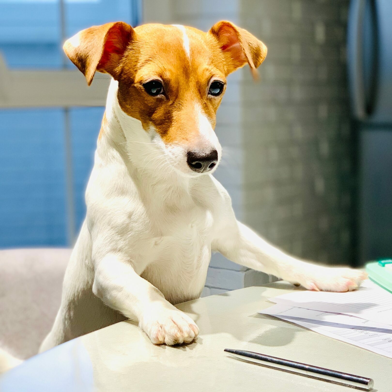 5 Step Guide to the Paperwork You Need to Bring Your Dog to Europe ...